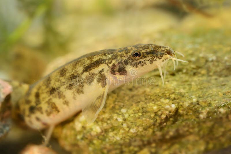Stone Loach - Barbatula Barbatula Stock Photo - Image of color, trout ...