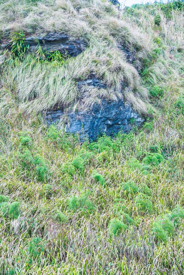 Stone Look Like Monkey Face at Phu Chi Fa Stock Image - Image of ...