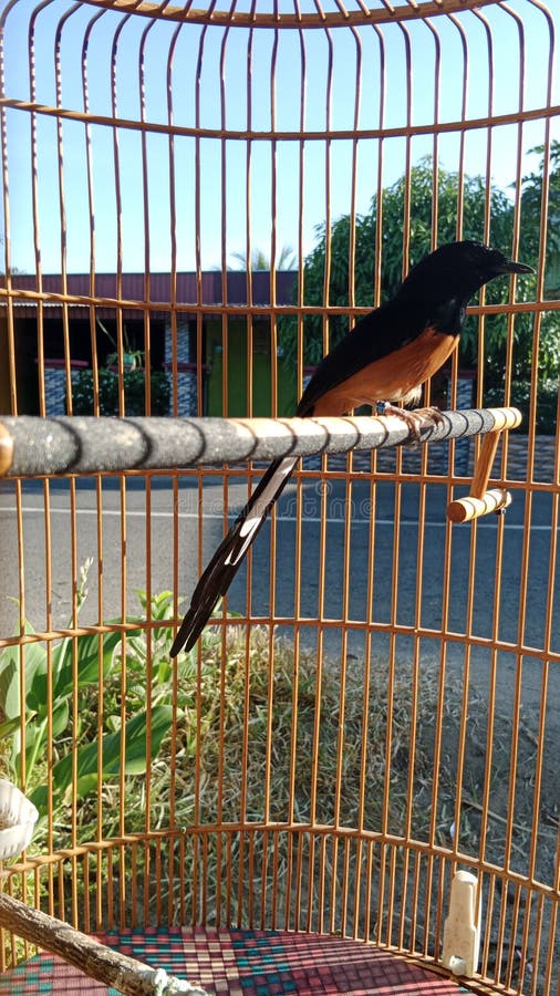 The Stone Magpie Bird is a Beautiful Bird because of the Prima Donna ...