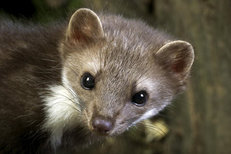 Stone Marten or Beech Marten, Martes Foina, Youngs, Normandy Stock ...