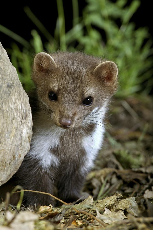 Stone Marten or Beech Marten, Martes Foina, Young Stock Photo - Image ...
