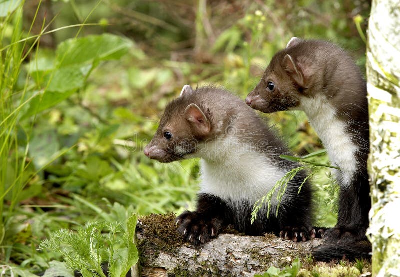Stone Marten or Beech Marten, Martes Foina, Youngs Standing on Long ...