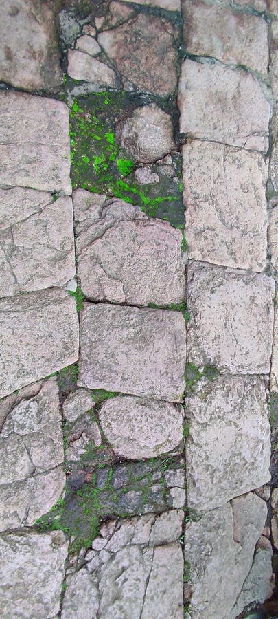 Stone masonry floor stock photo. Image of tree, soil - 288194388