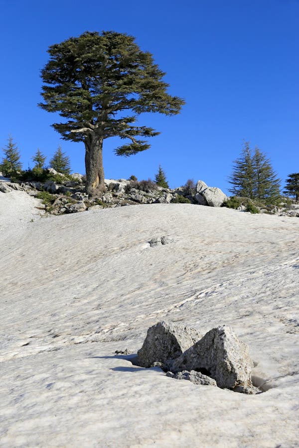 Stone on Melted Snow and Cedar Tree on Blue Sky Background Stock Image ...