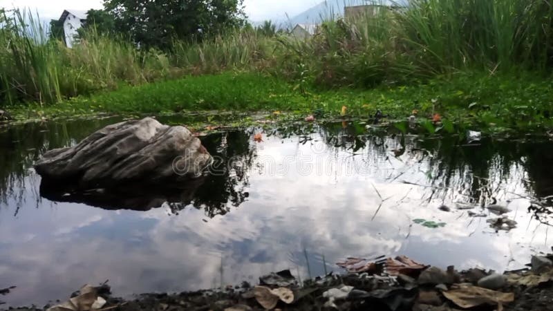 Stone in the Middle of the Swamp Stock Video - Video of palu, surroun ...