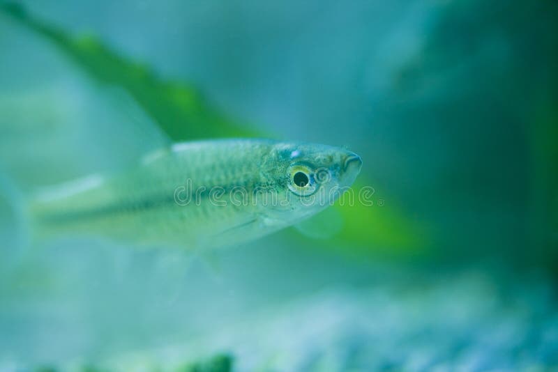 The Stone Moroko (Pseudorasbora Parva) Two Invasive Fishes Underwater ...