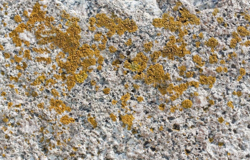 Stone Moss Grown Natural Texture Stock Photo - Image of wall, natural ...