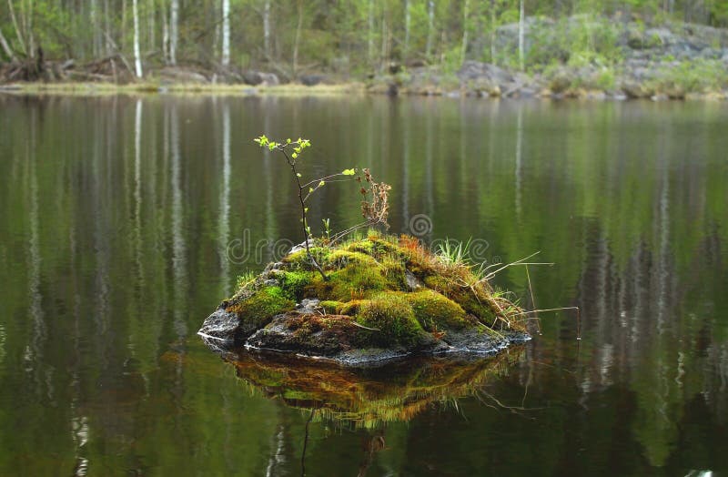 Stone with Moss and Leaves Inside the River Stock Image - Image of ...