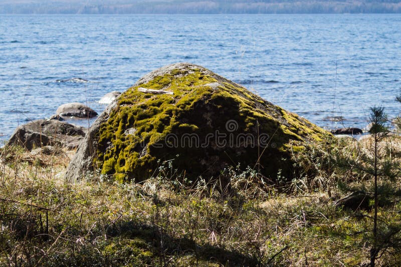 Stone with Moss on the Shore. Mossy Rock by the Lake Stock Photo ...