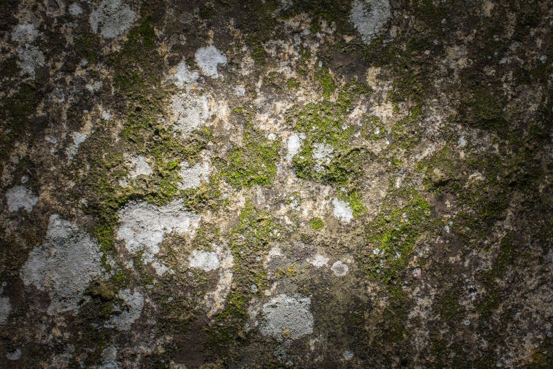 Stone and moss texture stock image. Image of fern, light - 37621073