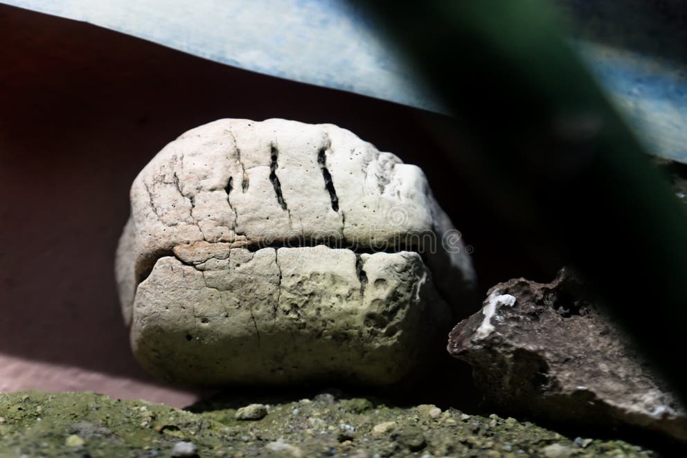 Stone with Natural Shape of a Unsatisfied Smiley Stock Image - Image of ...