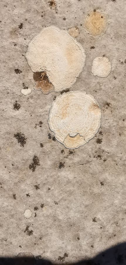 Stone Natural Texture with White Splash Shapes Stock Image - Image of ...