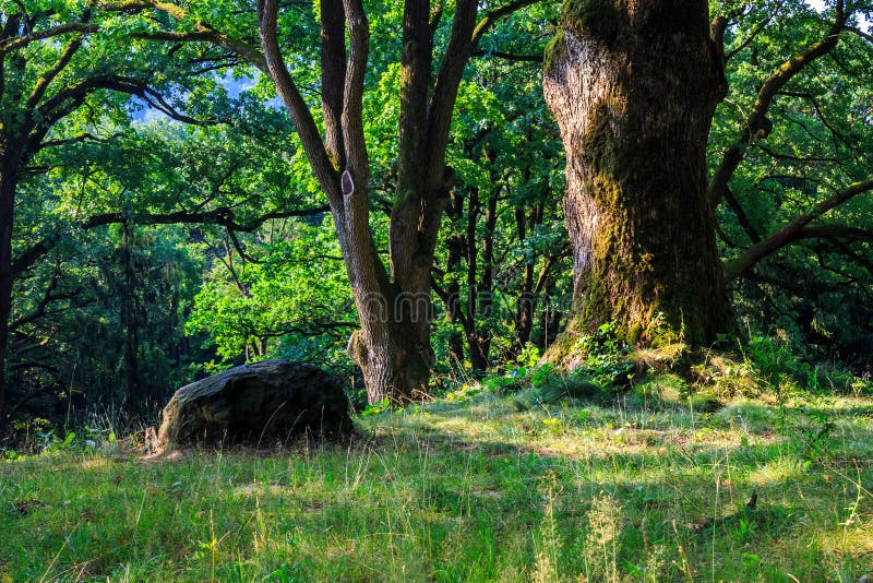 Stone Near a Tree in the Forest. Horizontal Stock Image - Image of ...