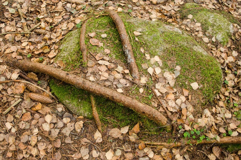 A Stone Overgrown with Tree Roots Stock Image - Image of green, fall ...