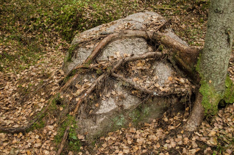 A Stone Overgrown with Tree Roots Stock Image - Image of green, fall ...