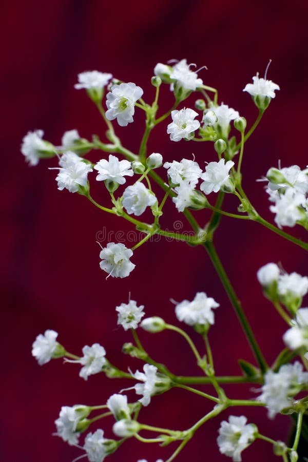 Stone Parsley stock photo. Image of blossom, botanical - 57434412