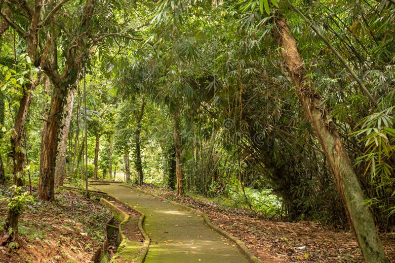 Stone Path Around the Trees in the Park Stock Image - Image of garden ...