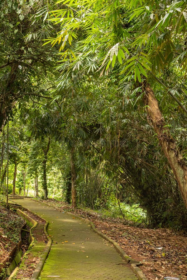 Stone Path Around the Trees in the Park Stock Photo - Image of tree ...