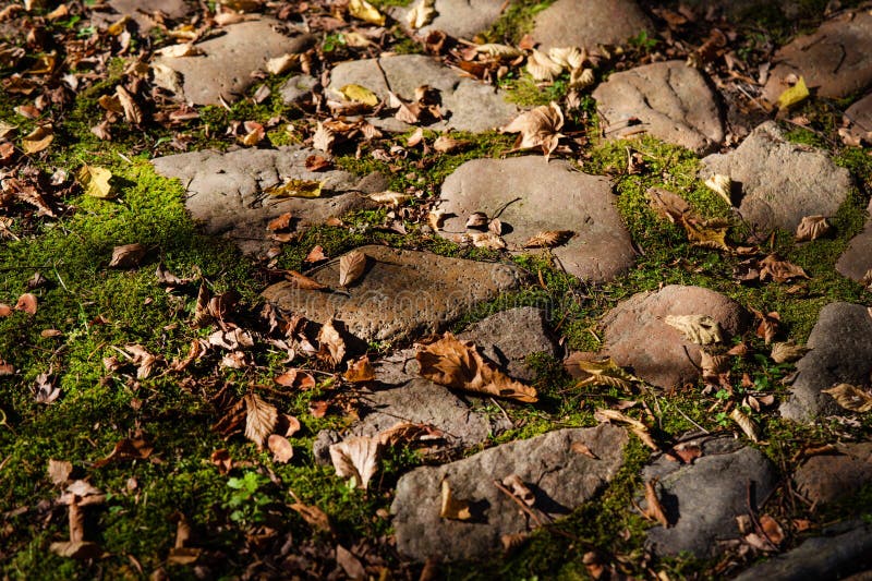 A Stone Path Covered with Moss and Autumn Withered Leaves in the Sun S ...