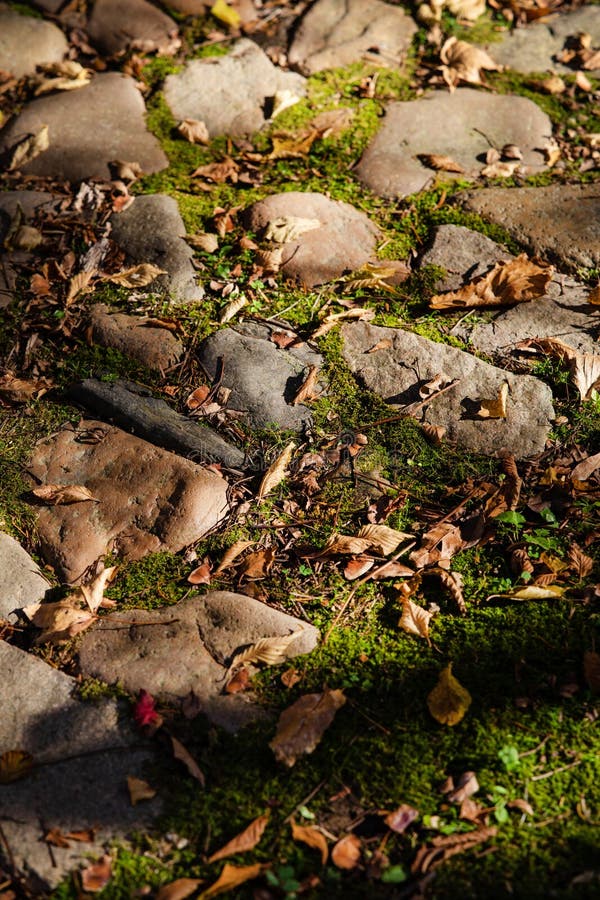 A Stone Path Covered with Moss and Autumn Withered Leaves in the Sun S ...