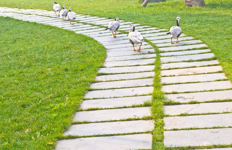 Stone path with ducks stock image. Image of curve, nature - 20050715