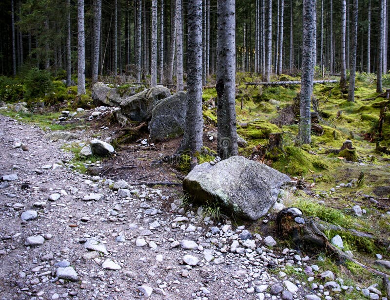 Stone Path At The Edge Of The Forest Stock Photo - Image of land ...
