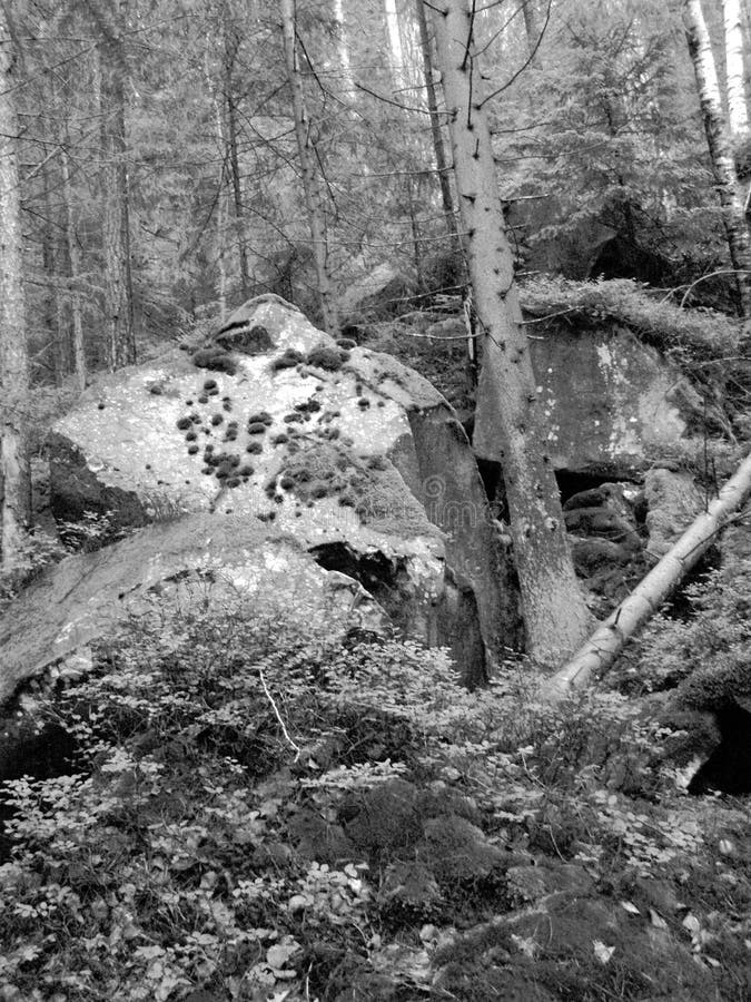 Stone on the Path in the Forest in the Carpat Stock Photo - Image of ...