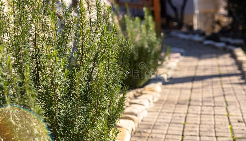 Stone Path in the Garden. the Path Goes through the Green Garden Stock ...