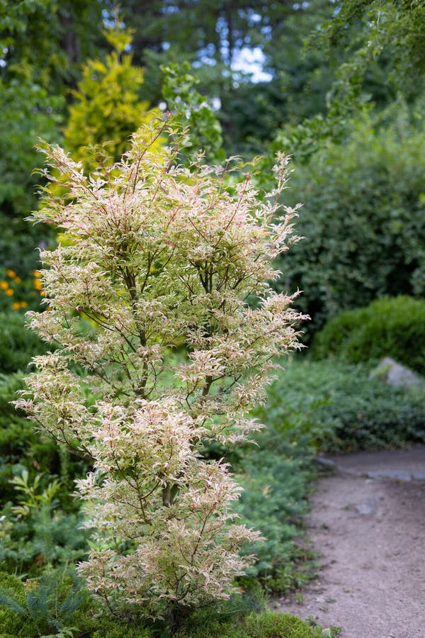 Tree on a stone path stock image. Image of road, herb - 284454229