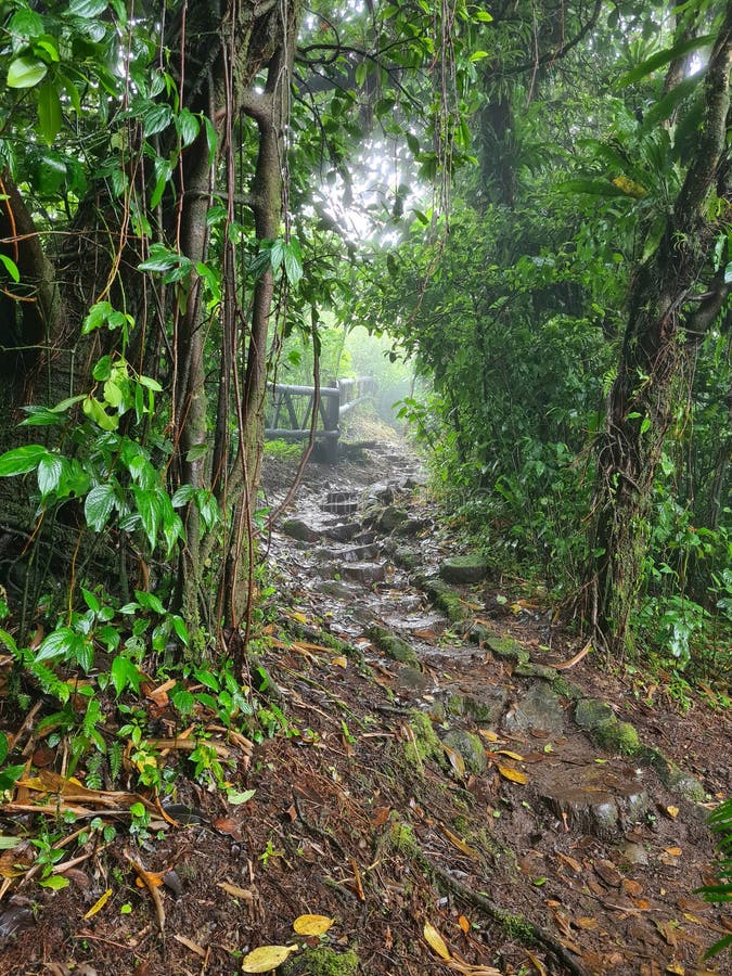 Stone path in jungle hike stock photo. Image of tropical - 282329644