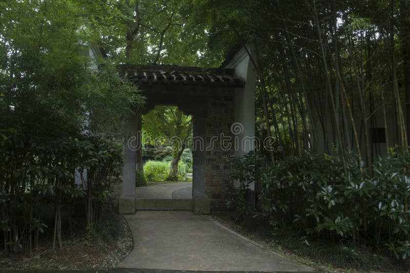Bamboo forest, door stock image. Image of plant, woodland - 368057375