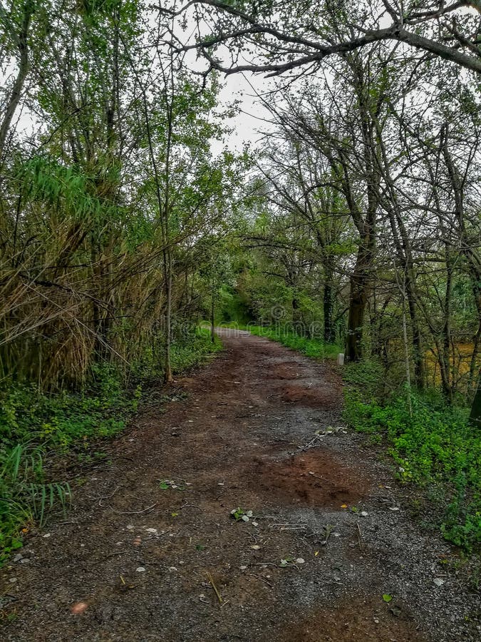 Stone Path with Lots of Vegetation on the Banks Stock Photo - Image of ...