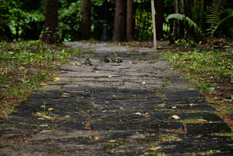 Stone Path in the Moss after the Rain Stock Image - Image of path ...