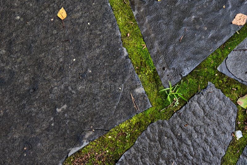 Stone Path in the Moss after the Rain Stock Photo - Image of mossy ...