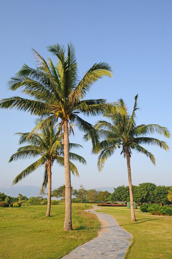 Stone path with palm trees stock photo. Image of calm - 22065072