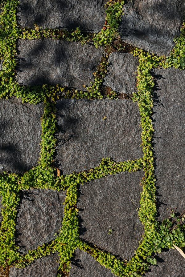 Stone Path in the Park. Forest Texture Stock Image - Image of flora ...