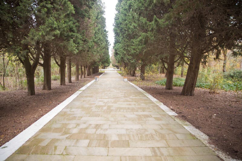 The Stone Path Inside the Park . Stone Path between Pine Trees Stock ...