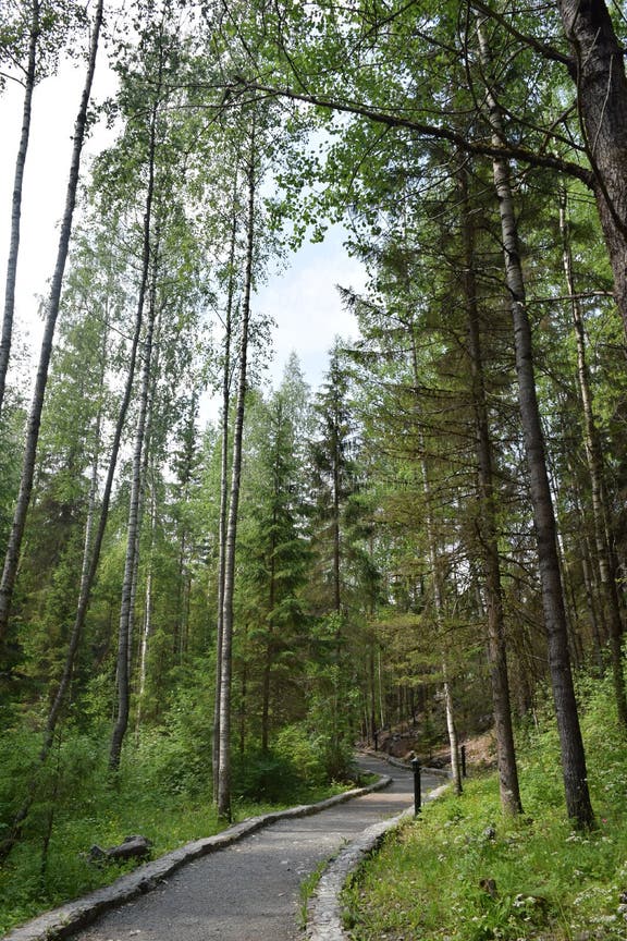 Stone Path between Pines in a Coniferous Forest Stock Image - Image of ...