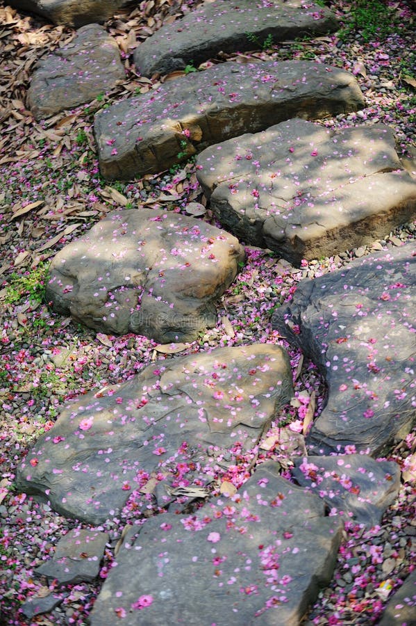 Stone Path with Plum Blossom Petal Stock Image - Image of fall, flowers ...