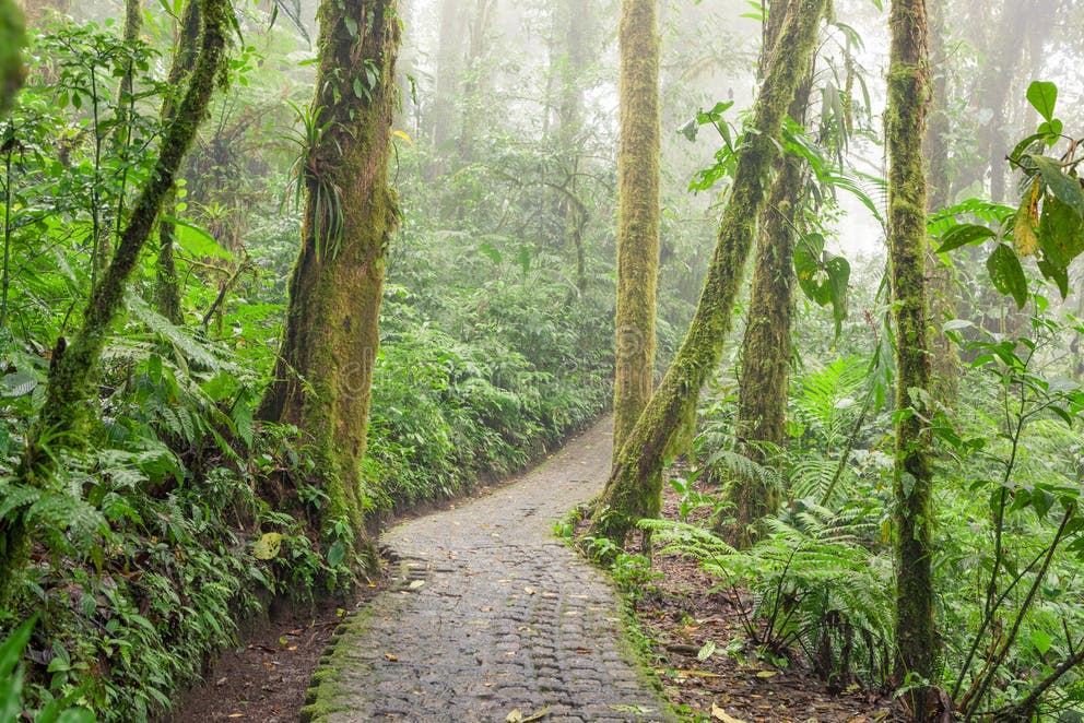 Stone Path in Rainforest Monteverde Costa Rica Stock Photo - Image of ...