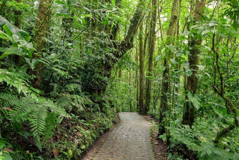 Stone Path in Rainforest Monteverde Costa Rica Stock Photo - Image of ...
