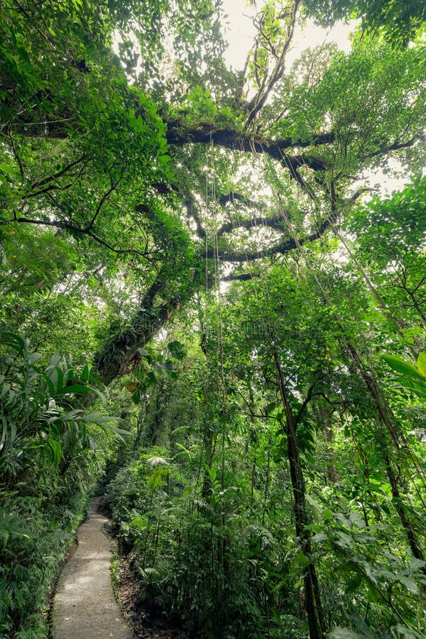 Stone Path in Rainforest Monteverde Costa Rica Stock Image - Image of ...
