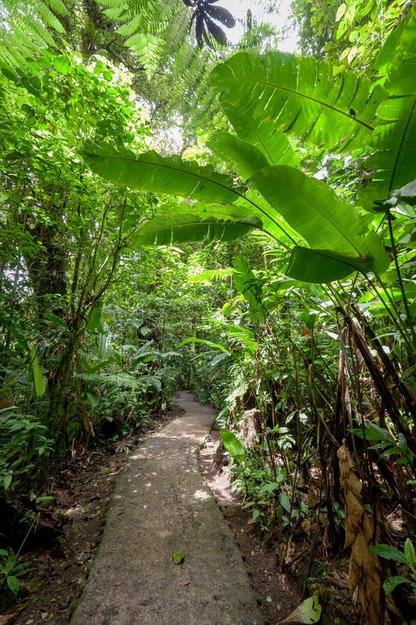 Stone Path in Rainforest Monteverde Costa Rica Stock Photo - Image of ...