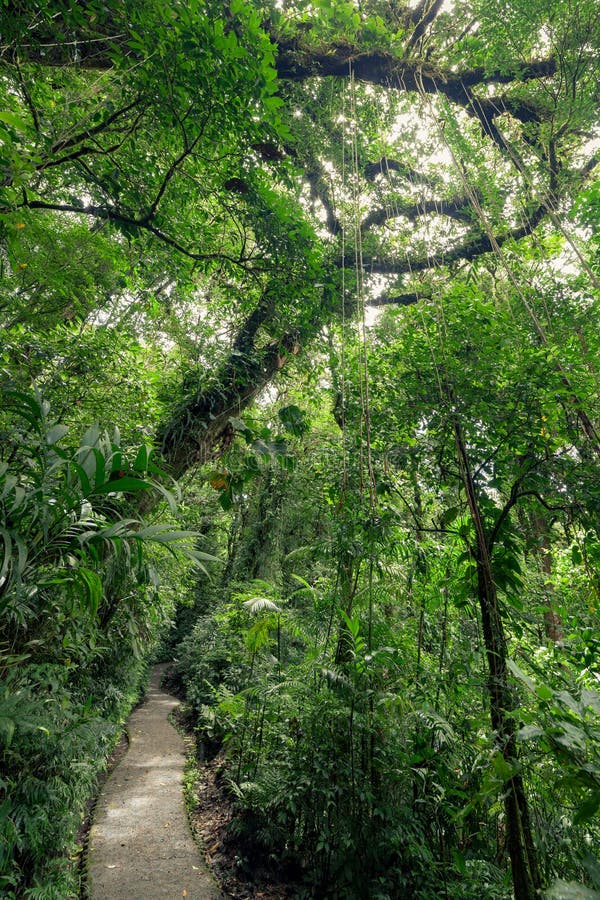 Stone Path in Rainforest Monteverde Costa Rica Stock Photo - Image of ...