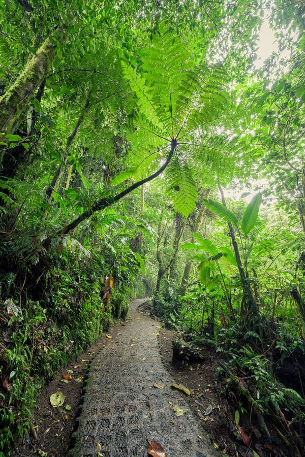 Stone Path in Rainforest Monteverde Costa Rica Stock Photo - Image of ...