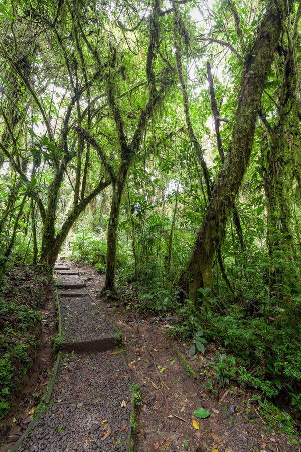 Stone Path in Rainforest Monteverde Costa Rica Stock Photo - Image of ...