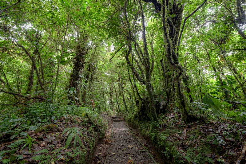 Stone Path in Rainforest Monteverde Costa Rica Stock Image - Image of ...