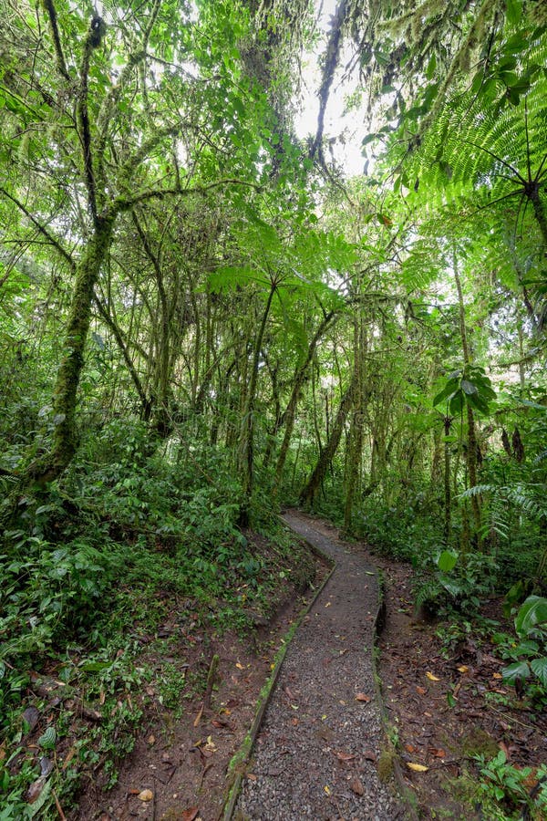 Stone Path in Rainforest Monteverde Costa Rica Stock Image - Image of ...
