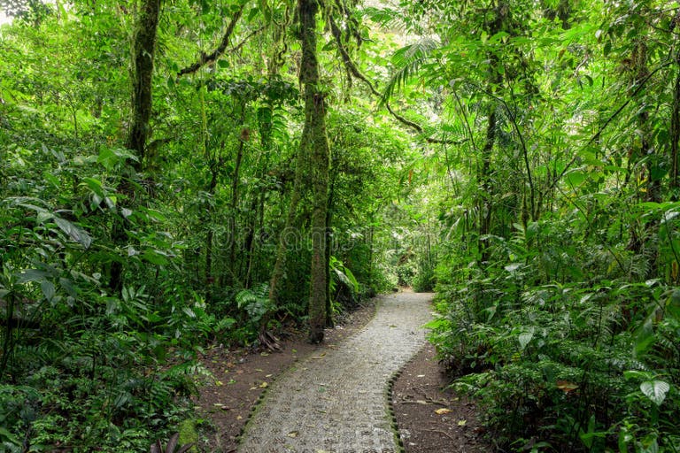 Stone Path in Rainforest Monteverde Costa Rica Stock Image - Image of ...