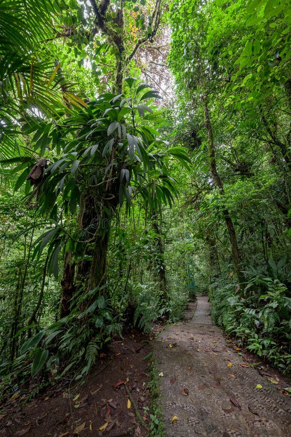 Sunny Jungle Tropical Rainforest in Central America Stock Image - Image ...